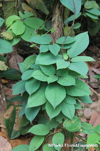 NParks | Limacia scandens
