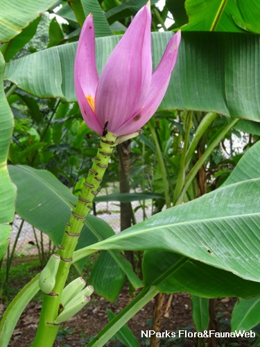 NParks | Musa acuminata × balbisiana(AAB Group)'Pisang Raja'