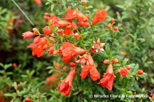 NParks | Punica granatum 'Nana'