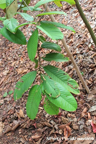 NParks | Shorea siamensis