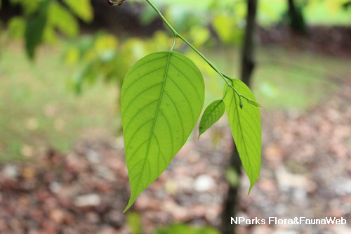 NParks | Shorea multiflora