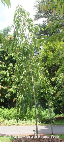 NParks | Dryobalanops lanceolata