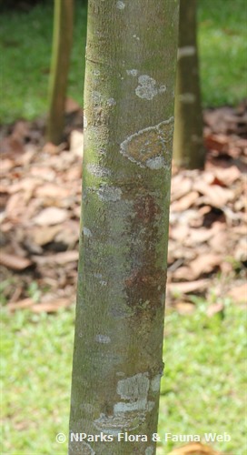 NParks | Dryobalanops lanceolata