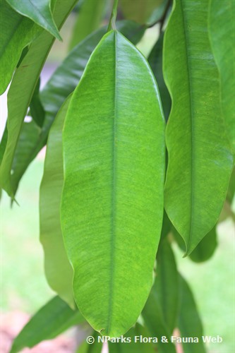 NParks | Dryobalanops lanceolata