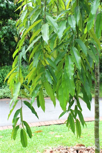 NParks | Dryobalanops aromatica