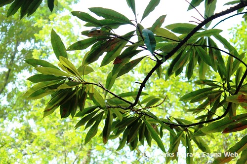 NParks | Darlingia darlingiana