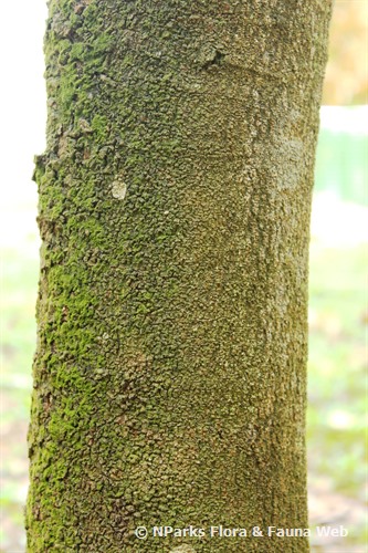 NParks | Darlingia darlingiana