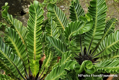 NParks | Asplenium nidus var plicatum