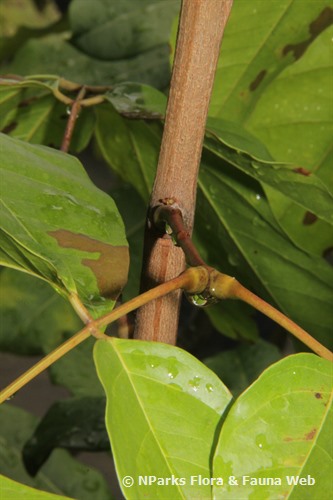 NParks | Archidendron pauciflorum