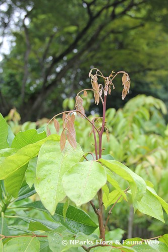 NParks | Archidendron pauciflorum