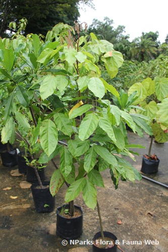 NParks | Archidendron pauciflorum