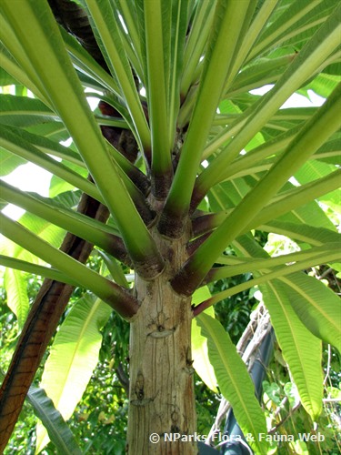 NParks | Cerbera floribunda