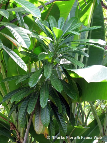 NParks | Cerbera floribunda