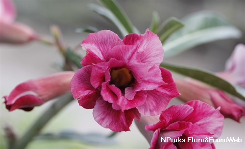 NParks | Adenium