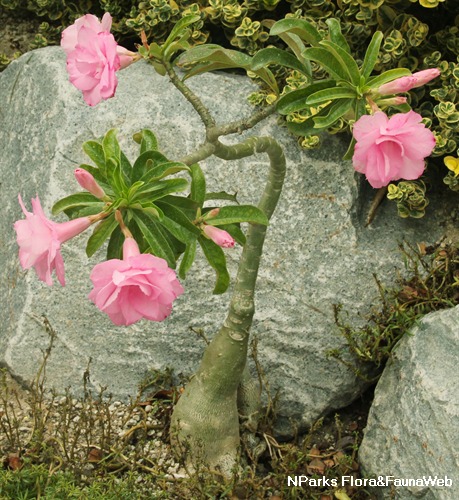 NParks | Adenium