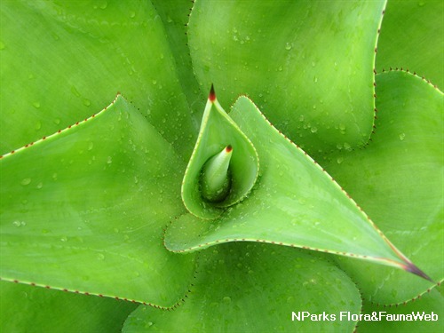 NParks | Agave mitis