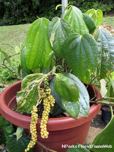 NParks | Piper nigrum (Variegated)