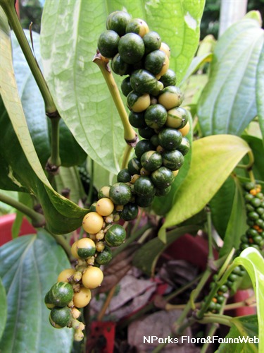 NParks | Piper nigrum (Variegated)