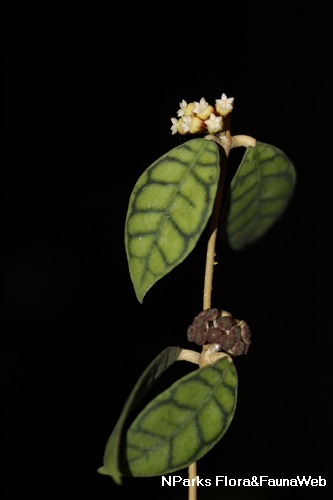 NParks | Hoya callistophylla