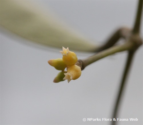 NParks | Dischidia acutifolia