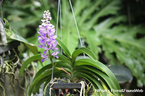 NParks | Rhynchostylis coelestis 'Blue'