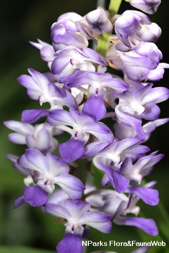 NParks | Rhynchostylis retusa