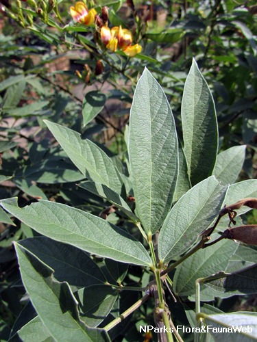 NParks | Cajanus cajan