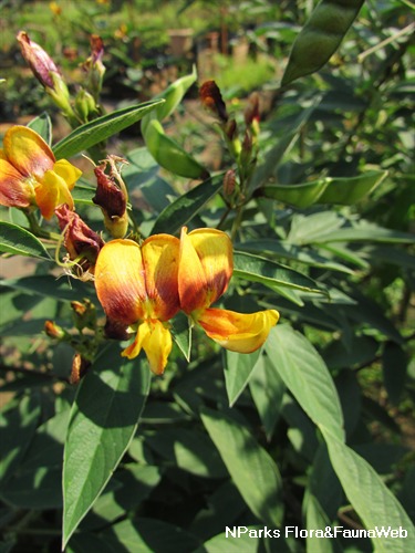 NParks | Cajanus cajan