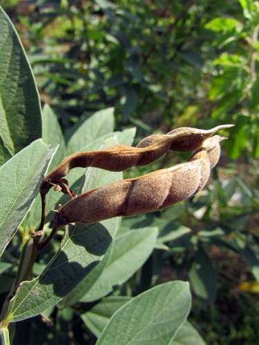 NParks | Cajanus cajan