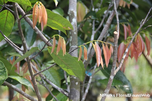 NParks | Stelechocarpus cauliflorus