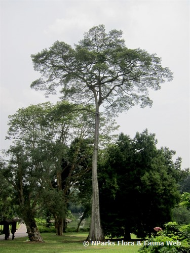 NParks | Alstonia pneumatophora