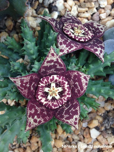 NParks | Orbea variegata