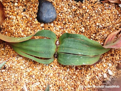 NParks | Welwitschia mirabilis