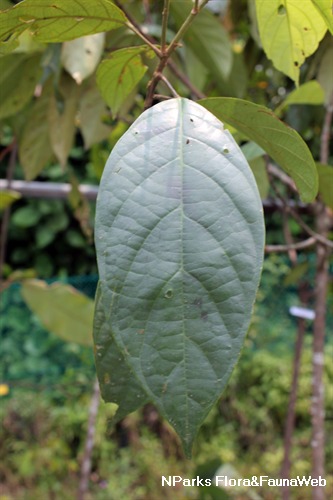 NParks | Baccaurea pubera