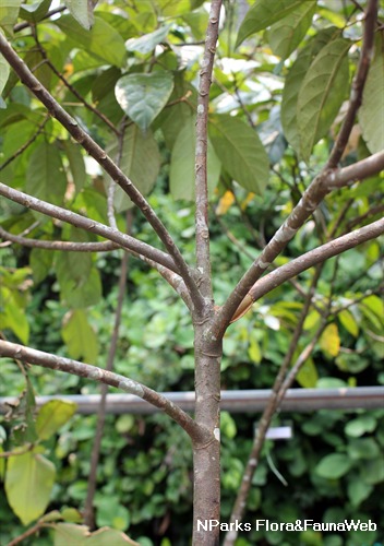 NParks | Baccaurea pubera