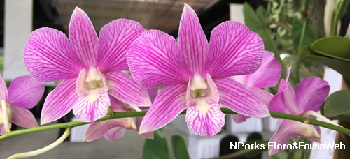 NParks | Dendrobium dearei