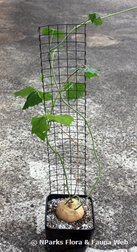 NParks | Pachyrhizus erosus