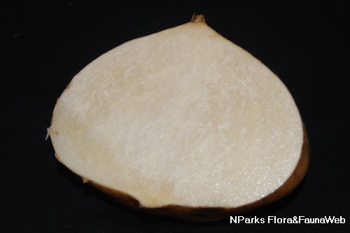 NParks | Pachyrhizus erosus