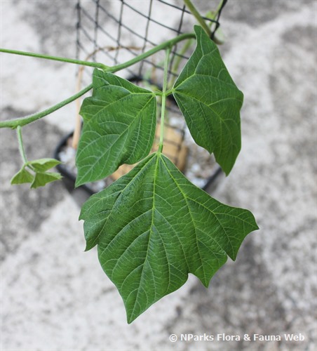 NParks | Pachyrhizus erosus