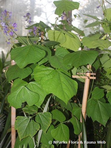 NParks | Pachyrhizus erosus