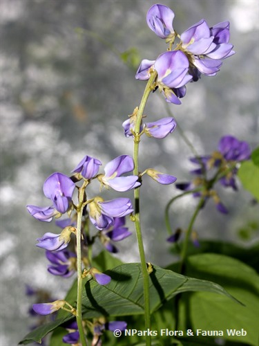 NParks | Pachyrhizus erosus