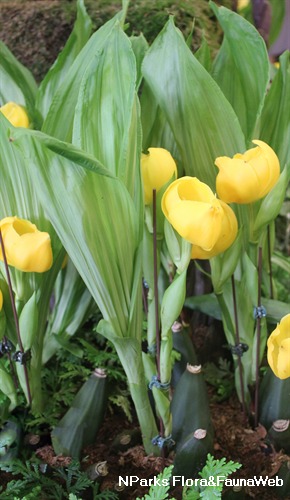 NParks | Anguloa clowesii