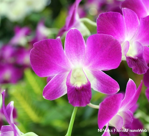 NParks | Dendrobium crumenatum