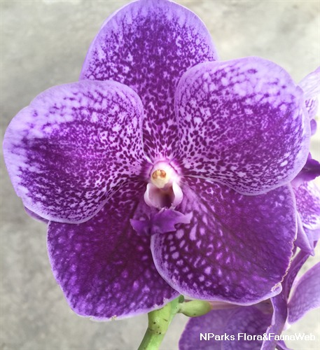 NParks | Vanda limbata