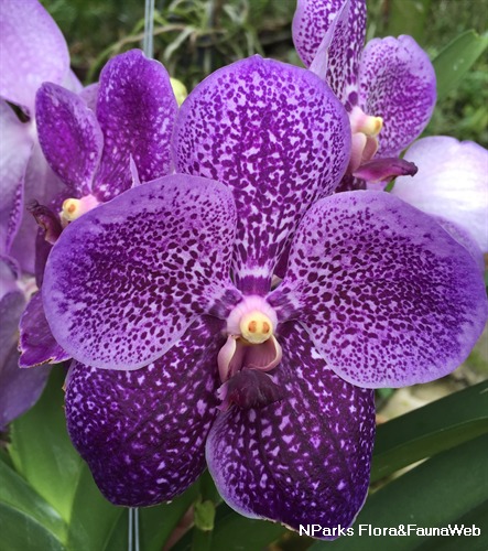 NParks | Vanda luzonica