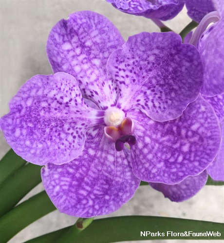 NParks | Vanda limbata