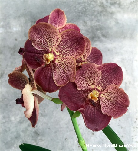 NParks | Vanda limbata