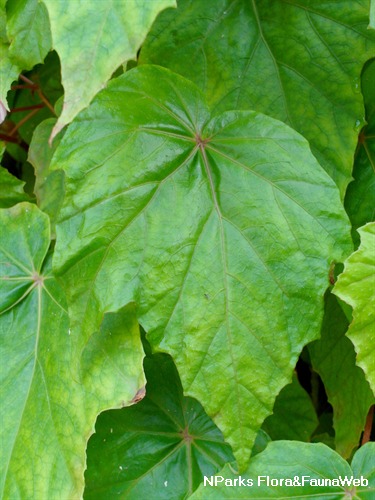NParks | Begonia formosana