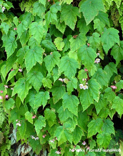 NParks | Begonia formosana