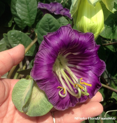 NParks | Cobaea scandens